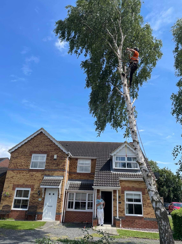 Special Branch Tree Services NE Ltd | Tree Surgeon