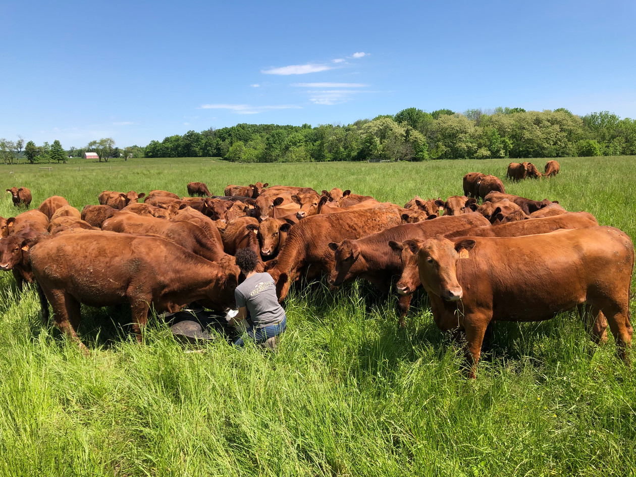 100% Grass Fed Beef & Pastured Meats | Bucks County, PA | Tussock Sedge ...