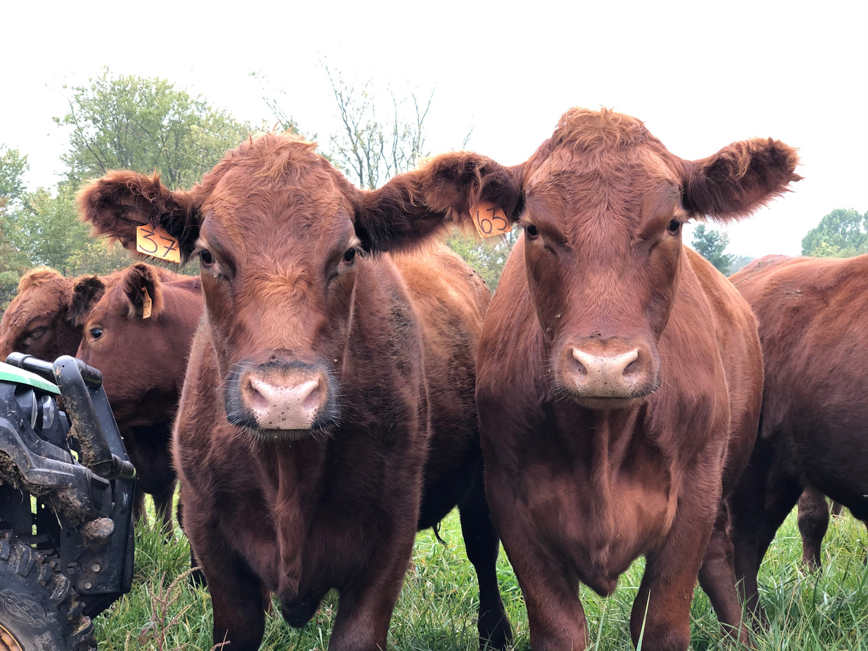100% Grass Fed Beef & Pastured Meats | Bucks County, PA | Tussock Sedge ...