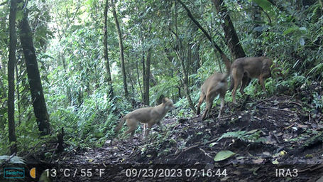 Costa Rica's Hikers Paradise | El Iral Cloud Forest
