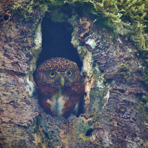 Caminatas | El Iral Bosque Nuboso | Cascajal