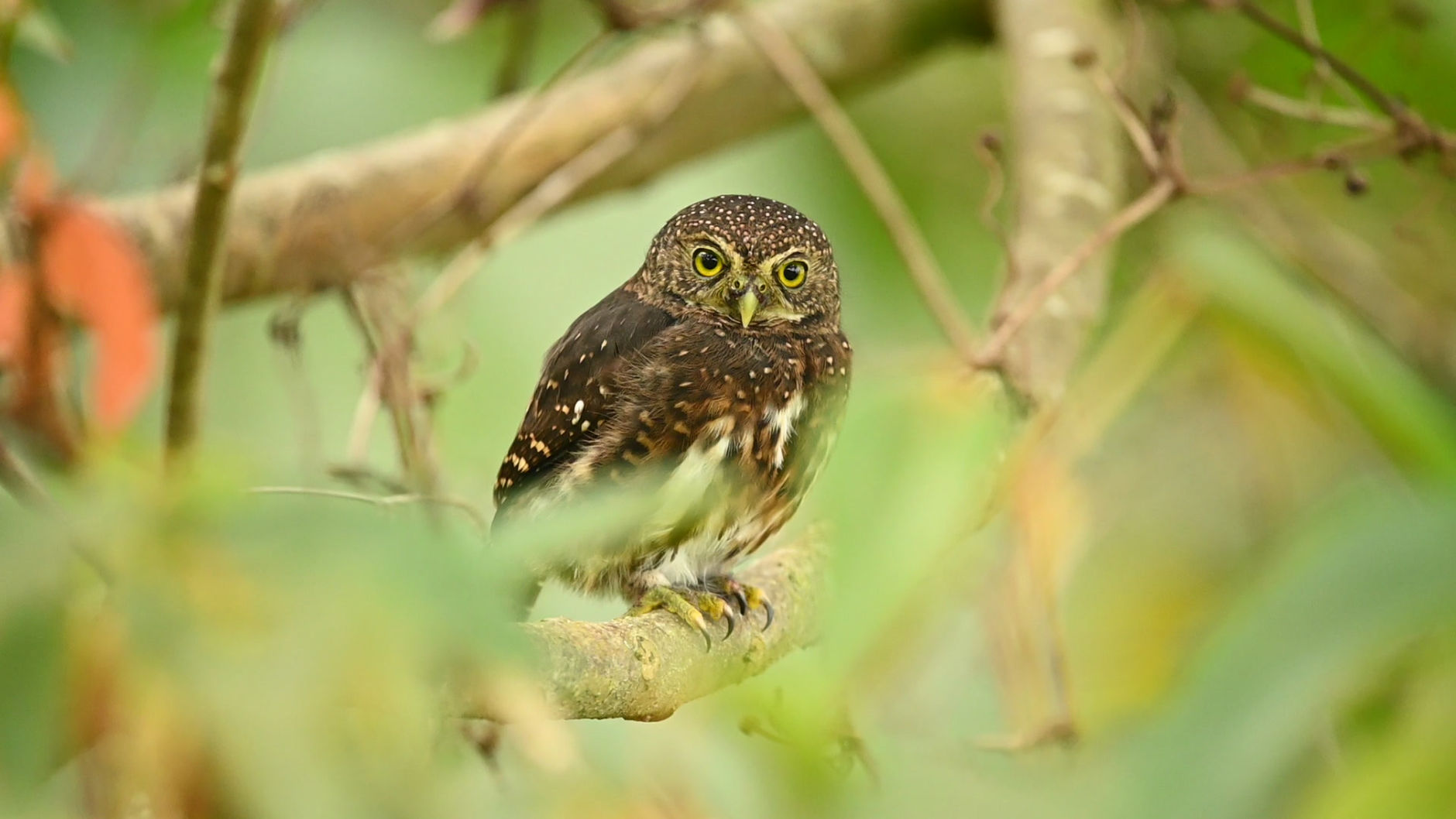 Costa Rica's Hikers Paradise | El Iral Cloud Forest