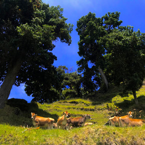 Caminatas | El Iral Bosque Nuboso | Cascajal