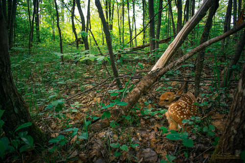 Lost and Fawned | Nbossenbroek