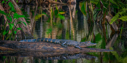 The Basking Log | Nbossenbroek