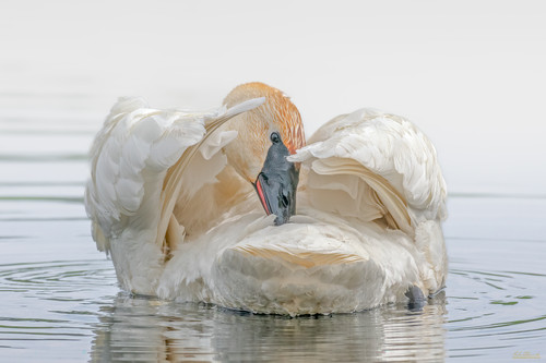 Swan Lake | Nbossenbroek