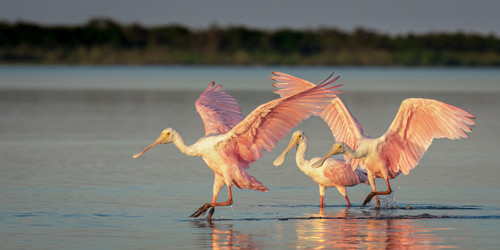 Giving Chase | Nbossenbroek