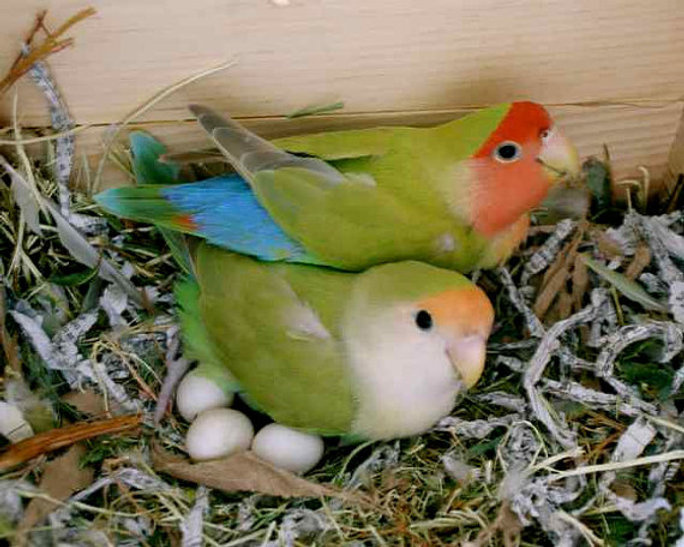 Lovebird Breeding Basics