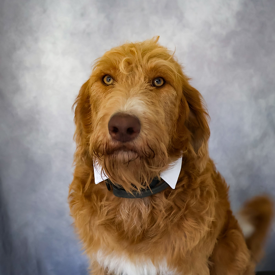 red labradoodle stud