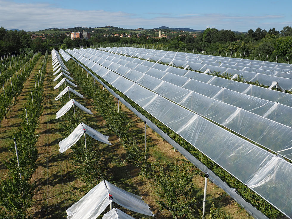 Crop Protection | Inspired Ag | hail net & raincover