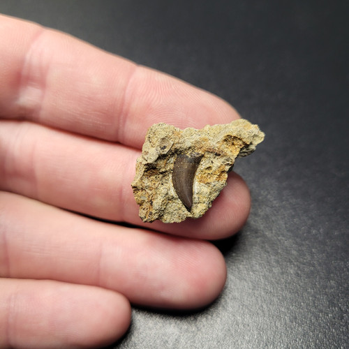 Rare Acheroraptor tooth from the Hell Creek formation, South Dakota USA ...