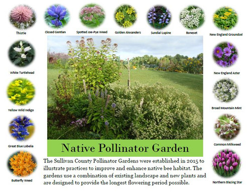 Native Pollinator Seed Packet | conservationdistrict