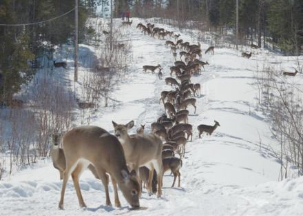Winter Survival: Deer Yards