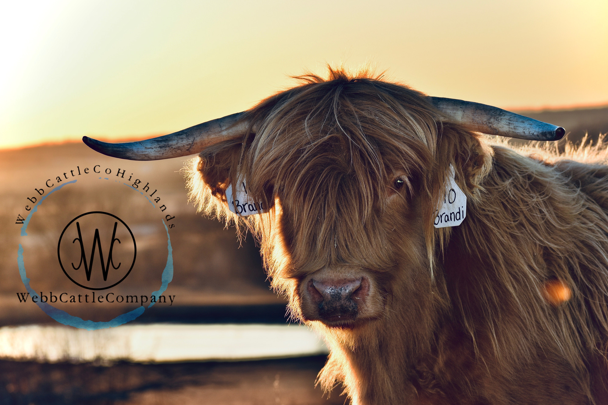 Online Sales | Webb Cattle Company