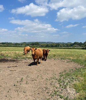 Promech Farm Distribution: Farming, Equestrian, Construction and ...