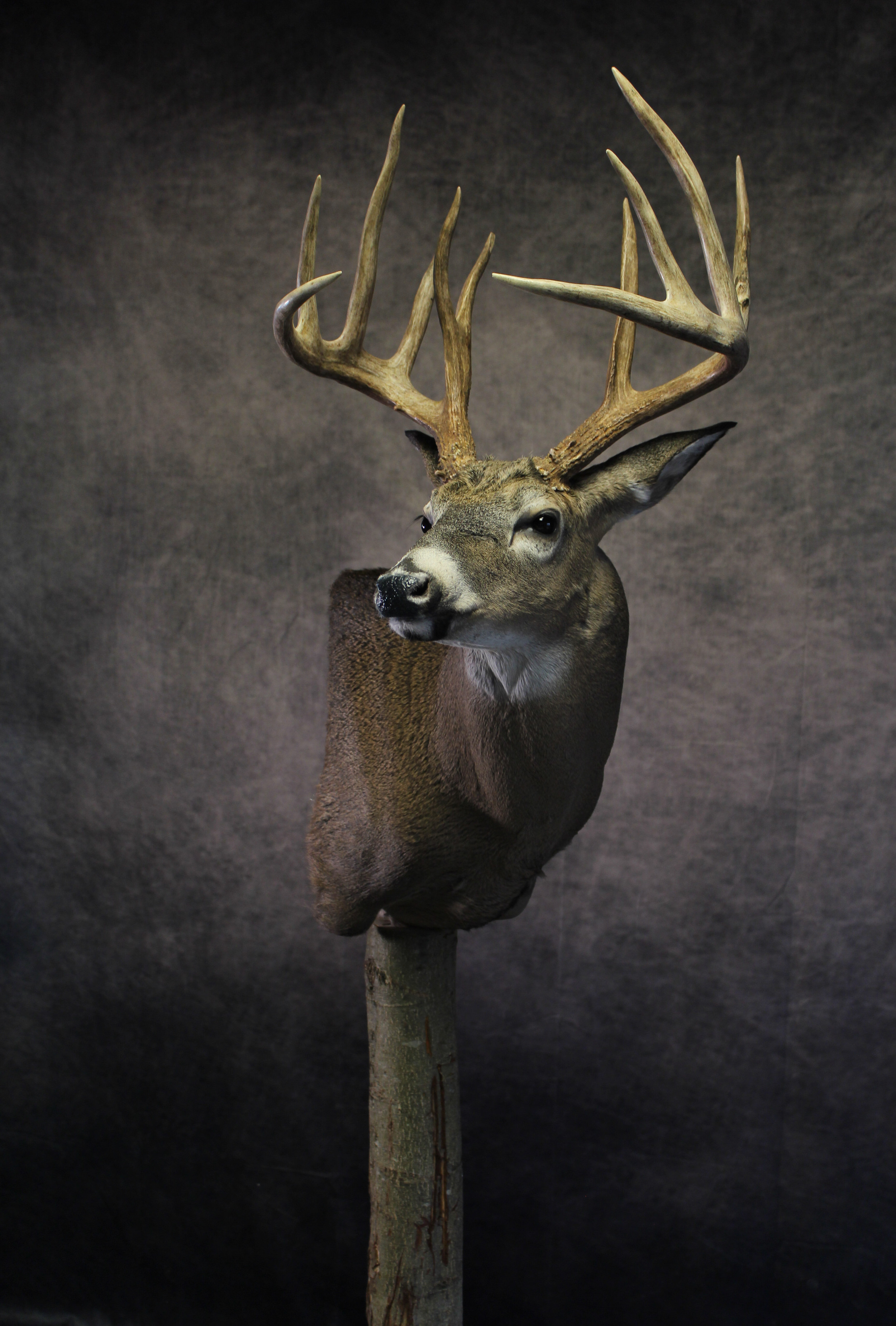 Taxidermy | Crousewildlifeartistry.com | Michigan