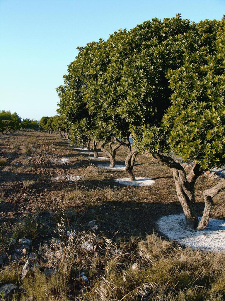 Le Mastic de Chios: la résine aux multiples vertus I Mastic Lifestyle