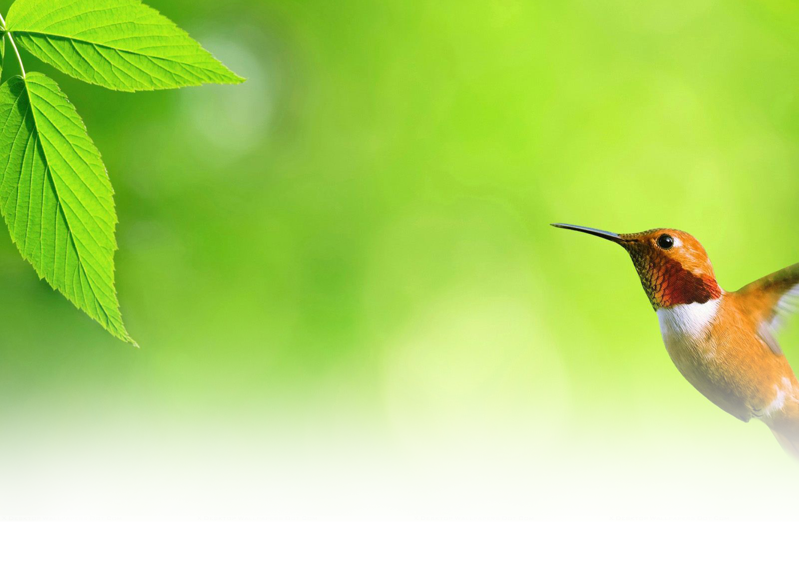 Contact Mathieu BONNEAU