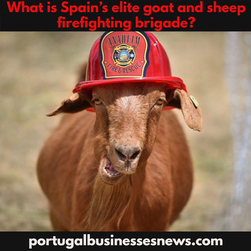 What is Spain’s elite goat and sheep firefighting brigade? - Portugal ...