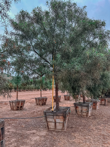 Rhus Iancea "African Sumac Tree" | My Site