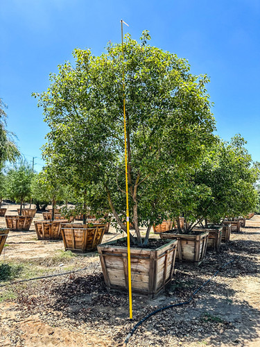 Cinnamomum Camphora | My Site