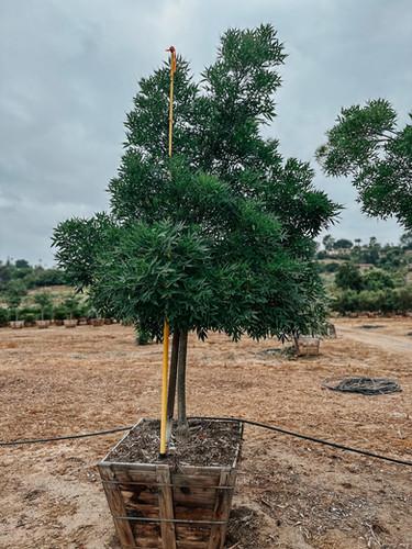 Fraxinus "Raywood Ash Tree" | My Site