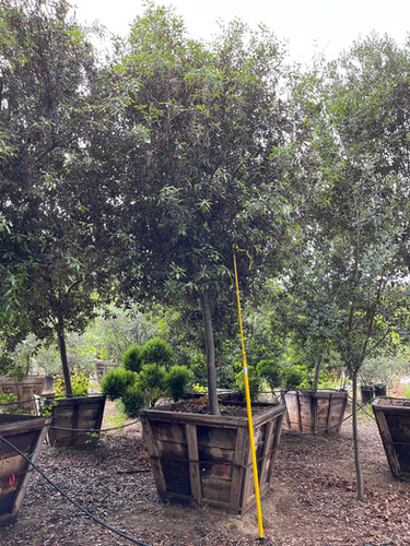 Quercus Ilex | My Site