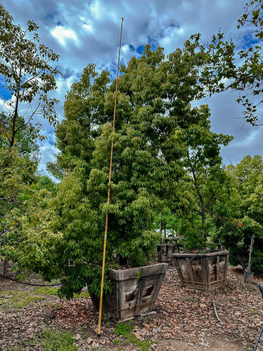 Camphora Officinarum "Camphor Tree" | My Site