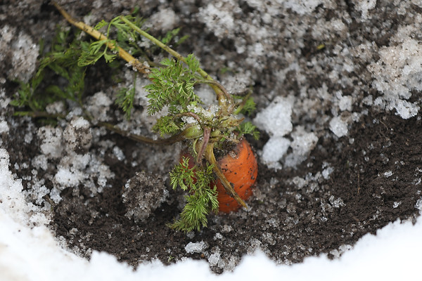 vol4雪ノ下ニンジン | 株式会社EIRYO