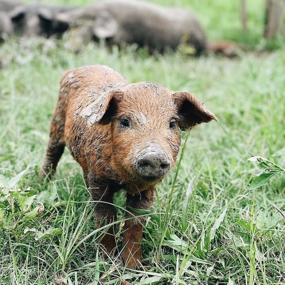 Mangalitsa - the wooly pig!