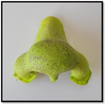 Baby Shrek nose(only) | Becdoesshrek