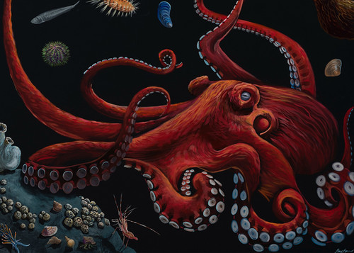 Giant Pacific Octopus Print | Mary Mann Painter
