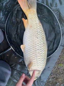 Gallery | Rode Hill Fishery