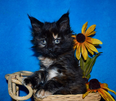 Big Meow Maine Coon cat breeder in Conyers, Georgia