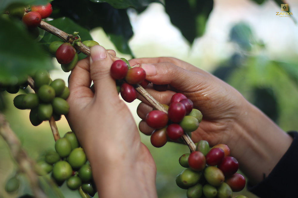 AWAKENING THE SENSES: THE MAGIC OF 100% RIPE COFFEE CHERRIES