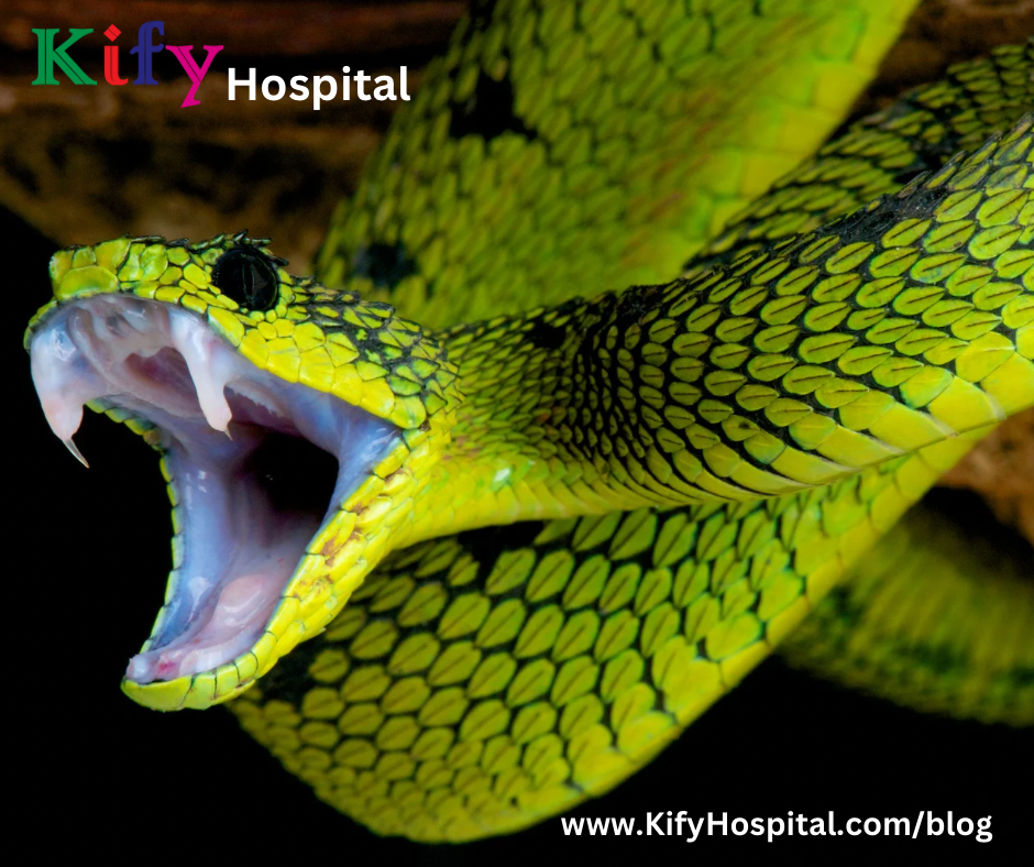 What to Do When a Snake Bites: A Patient’s Guide
