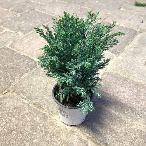 Moonlit Cypress, 4"Pot | Alternative Choice Garden Centre, Brandon, MB