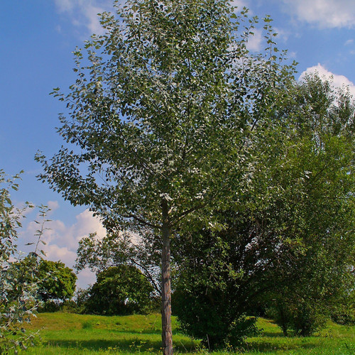 Silver Poplar Populus (2 Gallon) | Alternative Choice Garden Centre ...