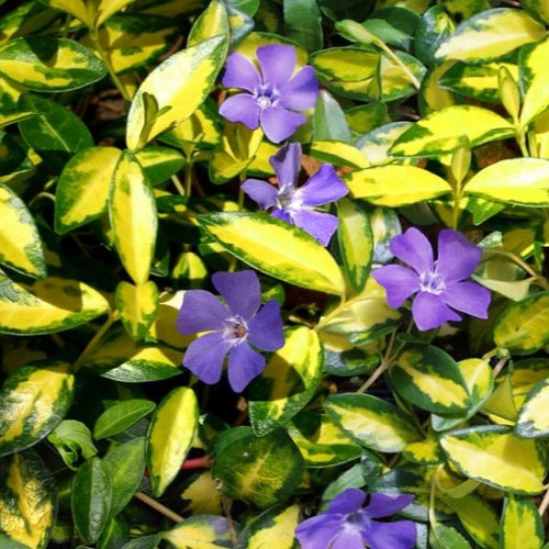 Minor Illumination Vinca (4.5" Pot) | Alternative Choice Garden Centre ...