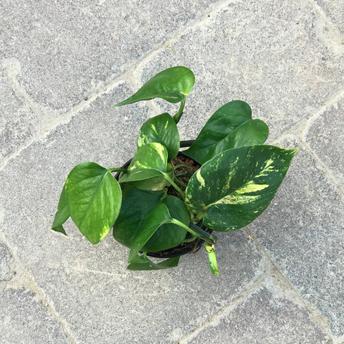 Pothos Golden (Assorted Sizes), each | Alternative Choice Garden Centre ...