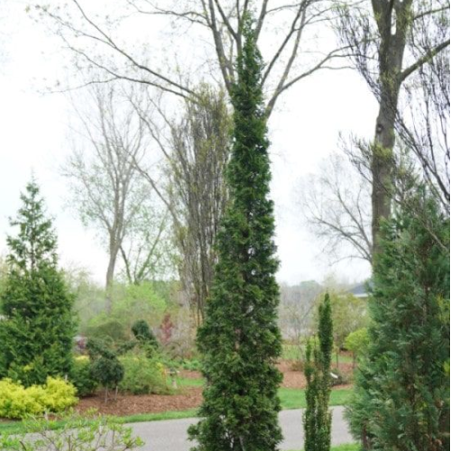 Sting Cedar (2 Gallon Pot) | Alternative Choice Garden Centre, Brandon, MB