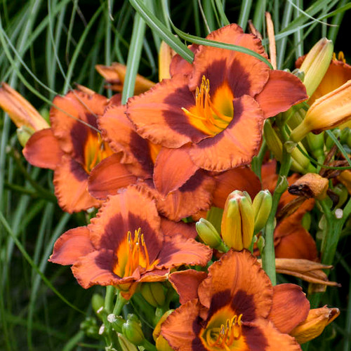 Mighty Chestnut Daylily (1 Gallon Pot) | Alternative Choice Garden ...