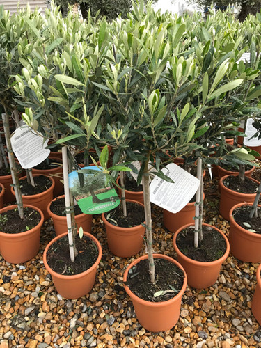 1 x Standard Olive Tree | brightonupyourgarden