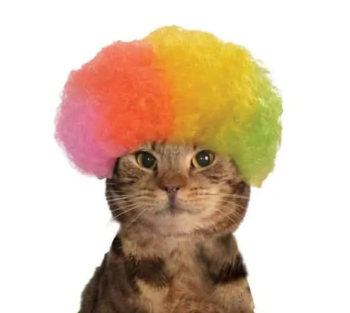 Rainbow Afro Cat Wig | co-Meo