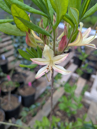 Rhododendron atlanticum, Dwarf Azalea (1 gal, 2'-3') | Knotty By Nature LLC