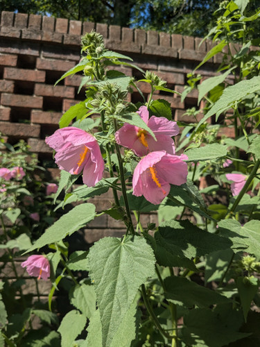 Kosteletzkya pentacarpos, Salt Marsh Mallow | Knotty By Nature LLC
