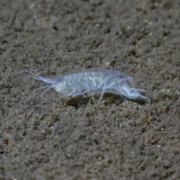 Biodiversity PEEK teacher braves Dark Cave for rare blind shrimp!