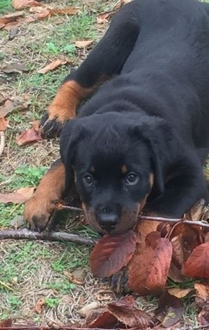 Windy River Ranch Rottweilers | champion imported lines
