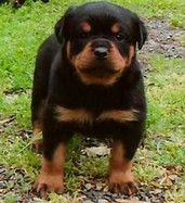 Windy River Ranch Rottweilers | champion imported lines