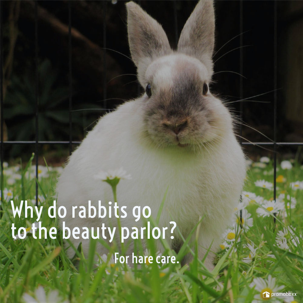 5 Fun Rabbit Facts